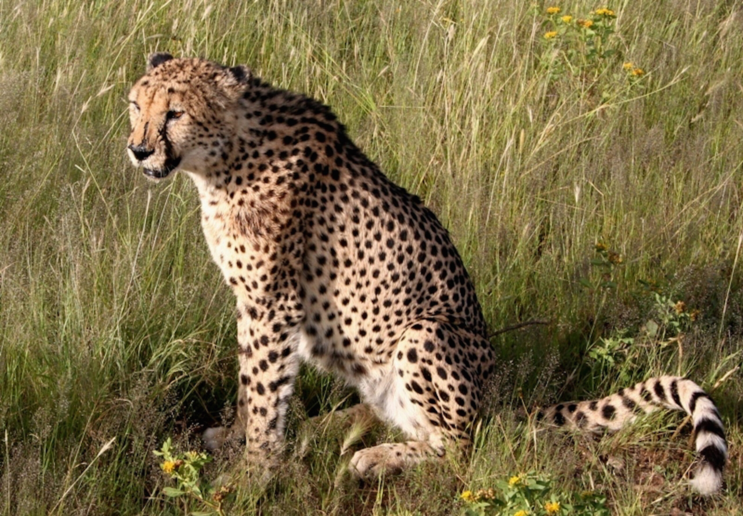 Namibian Wildlife Safari - Earthbound Adventures
