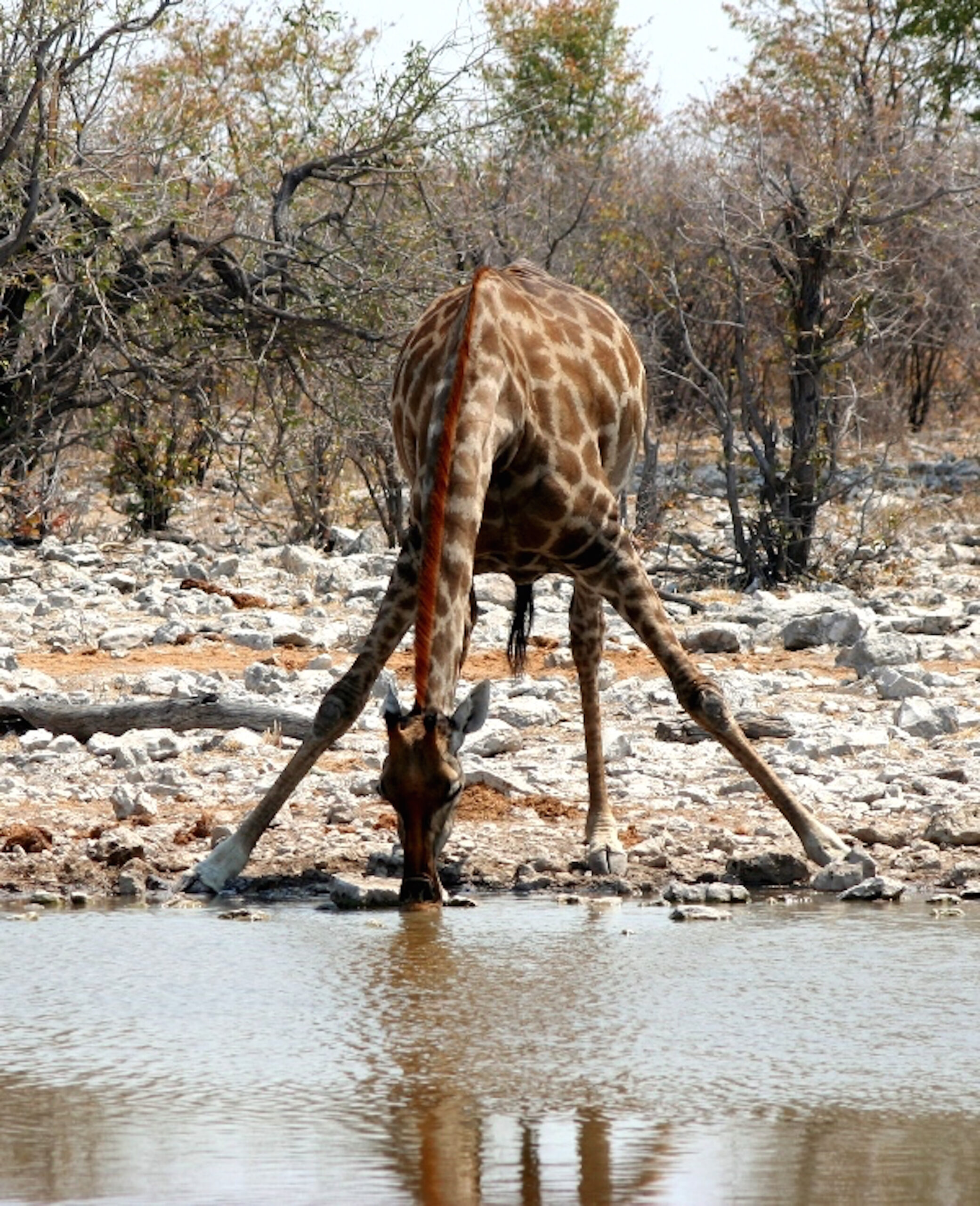 Namibian Wildlife Safari - Earthbound Adventures