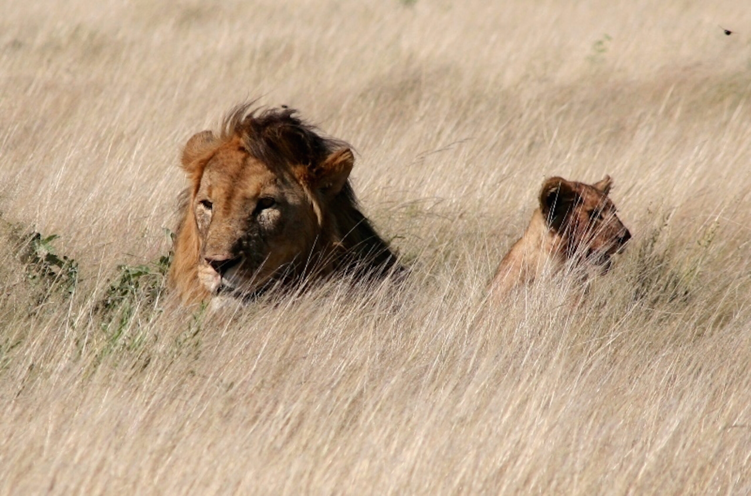 Namibian Wildlife Safari - Earthbound Adventures