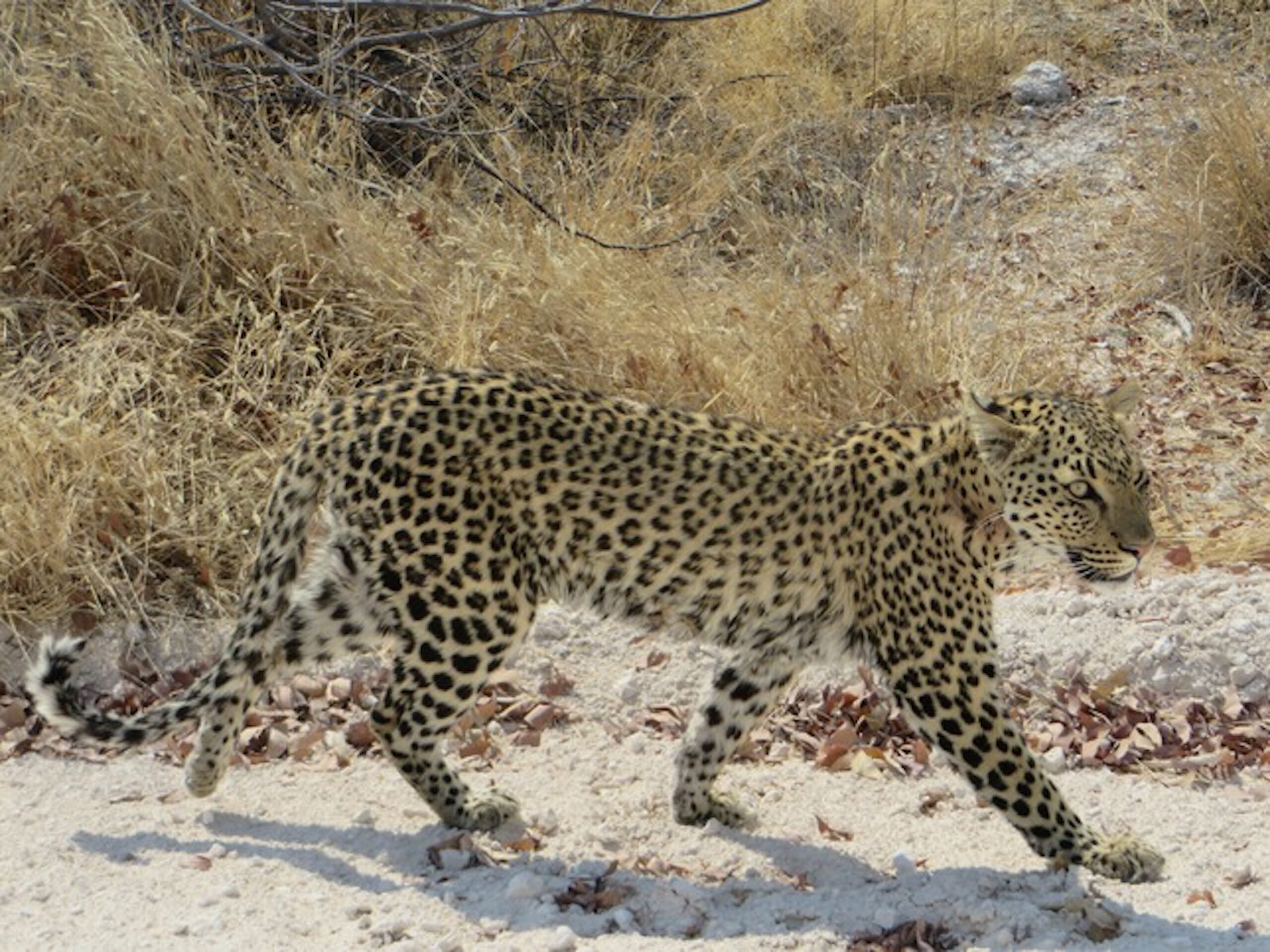 Namibian Wildlife Safari - Earthbound Adventures
